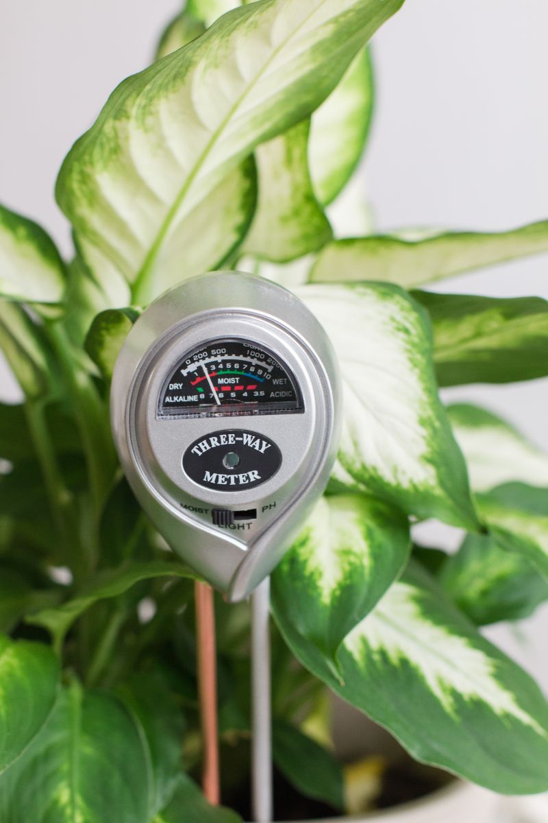 Houseplant Moisture Meter The Fiddle Leaf Fig Plant Resource