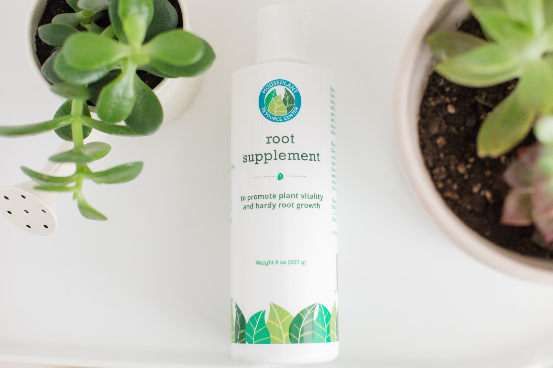 Root Supplement | The Fiddle Leaf Fig Plant Resource