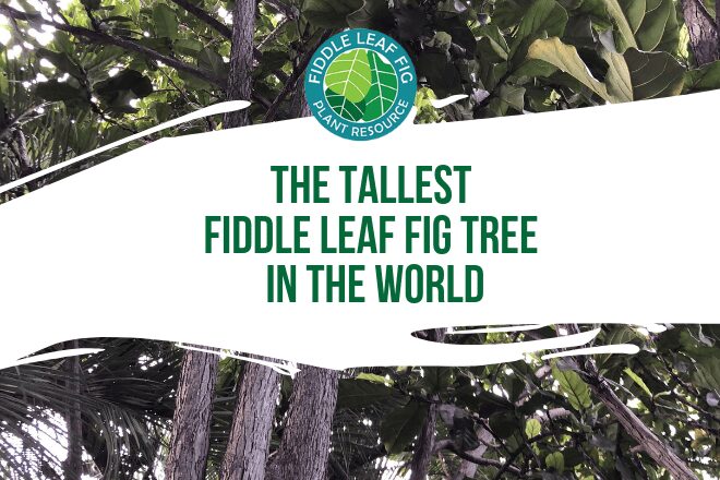 The Tallest Fiddle Leaf Fig Tree in The World? (Photos)