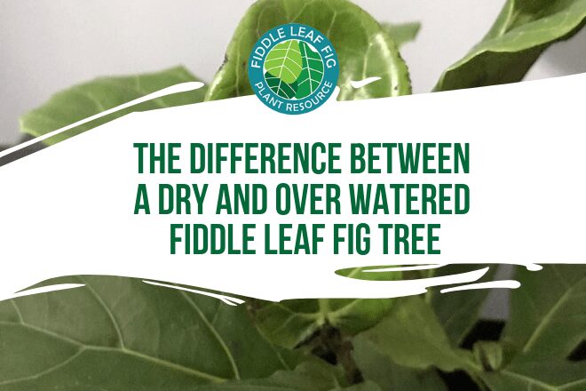 How Can You Tell the Difference Between a Dry and Over-Watered Fiddle ...