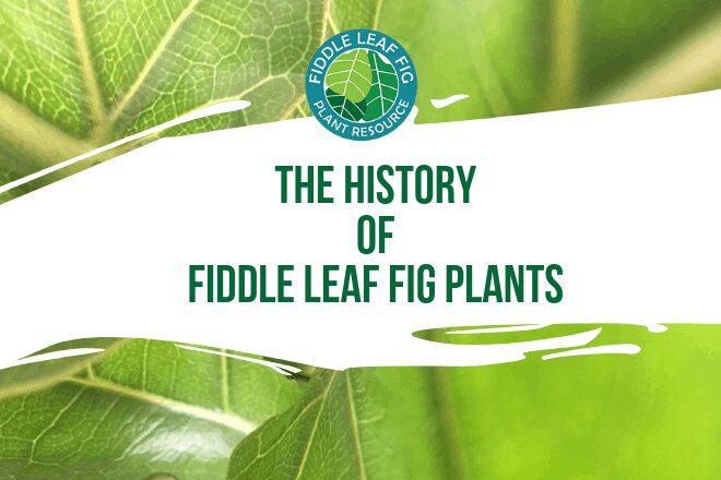 The History of Fiddle Leaf Fig Plants | Plant Resource