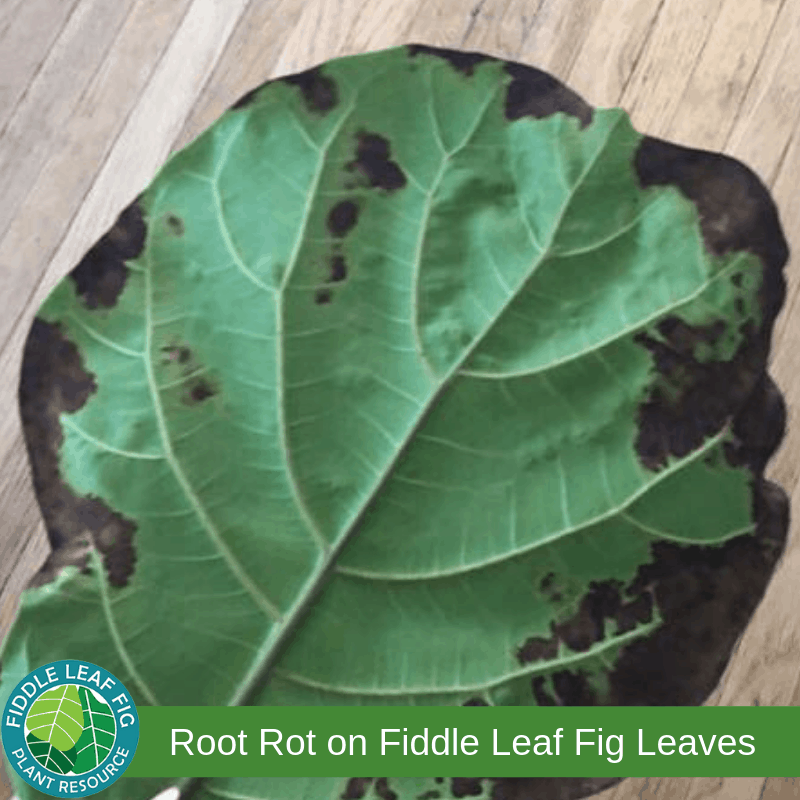 Brown Spots on Fiddle Leaf Fig | The Fiddle Leaf Fig Plant Resource