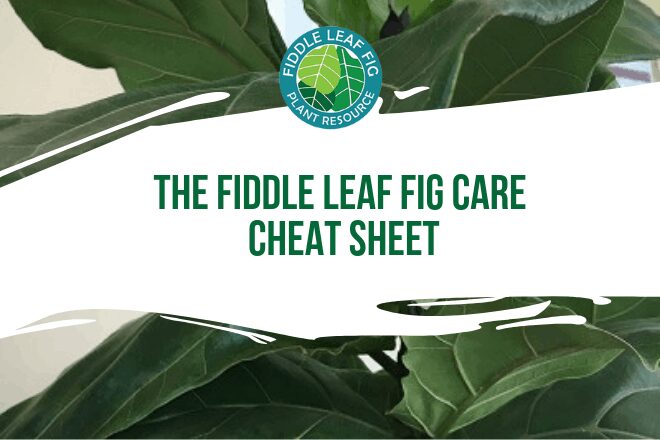 Download Your Free Fiddle Leaf Fig Plant Cheat Sheet (Download Now)