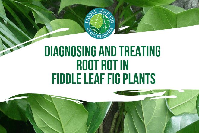 Root Rot In Fiddle Leaf Fig Plants: Save Your Plant in 24 Hours