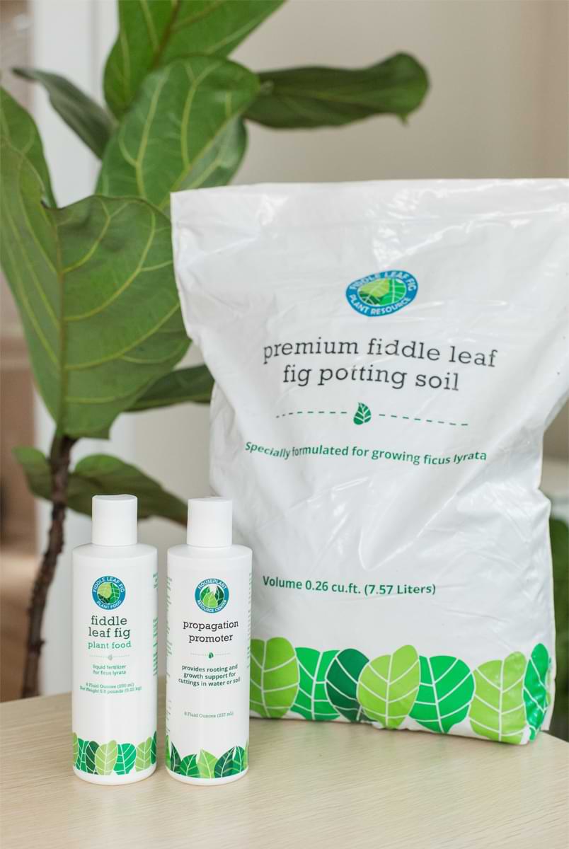 The Ultimate Fiddle Leaf Fig Starter Kit (Buy Now)