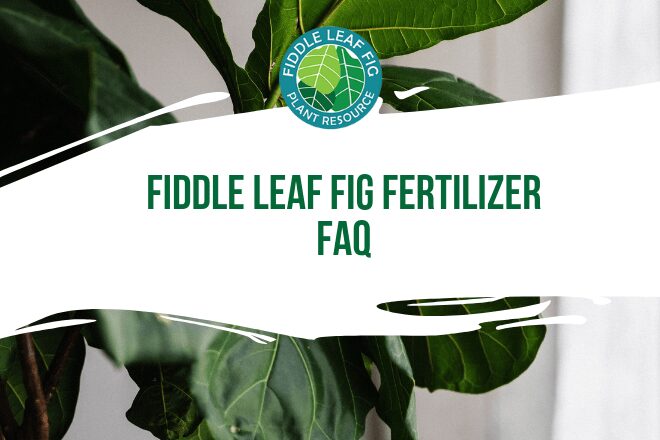 Fiddle Leaf Fig Fertilizer Frequently Asked Questions (FAQ)