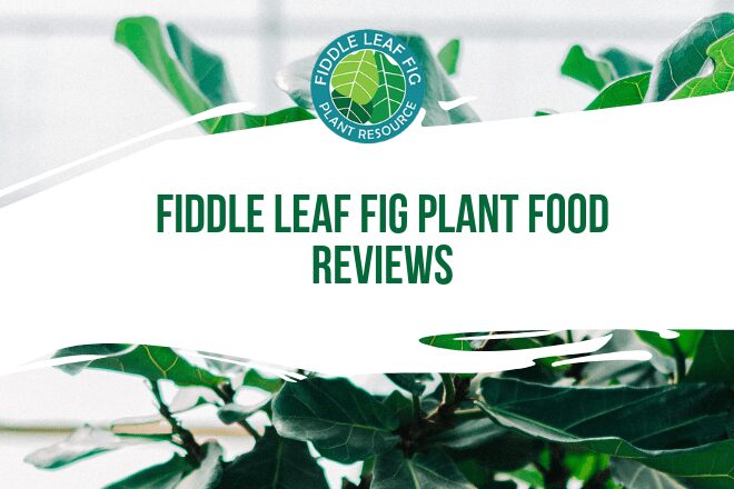Fiddle Leaf Fig Plant Food Reviews | Plant Resource