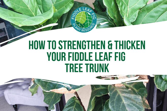 How to Strengthen and Thicken a Fiddle Leaf Fig Tree Trunk (Video)