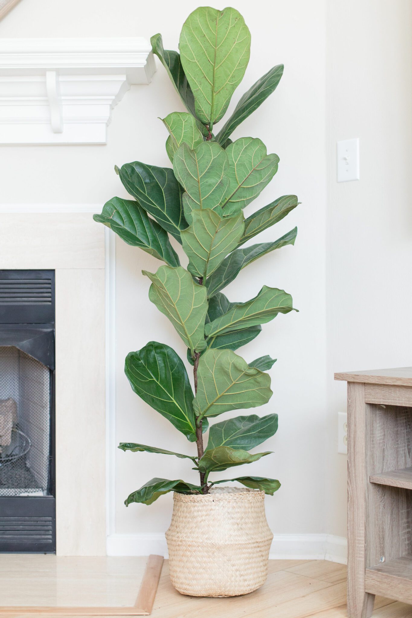 How to Shape A Fiddle Leaf Fig Into A Tree| Plant Resource