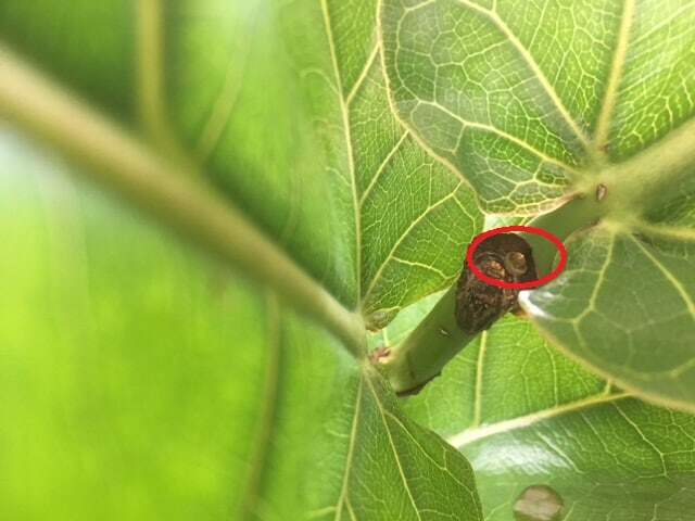 Fiddle Leaf Fig Notching 101: How to Encourage Branching (Pictures) Fiddle Leaf Fig Notching 101: How to Encourage Branching (Pictures)