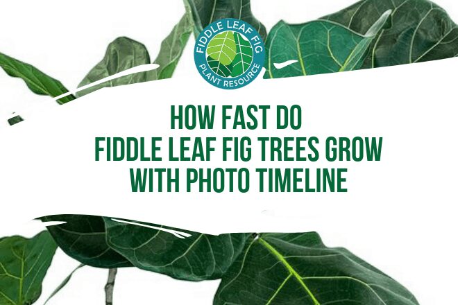 How Fast Do Fiddle Leaf Fig Trees Grow? (With a Photo Timeline)