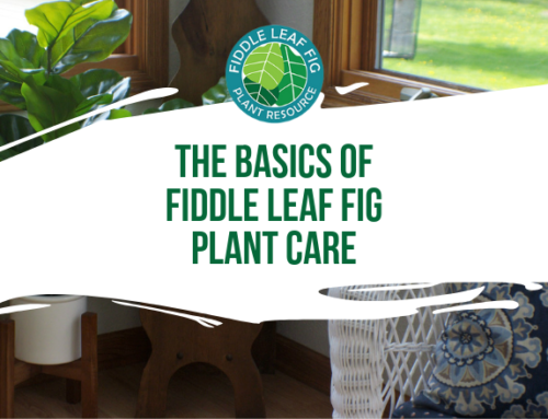 Fiddle Leaf Figs for a Cause: Vilma's Story | The Fiddle Leaf Fig Plant ...