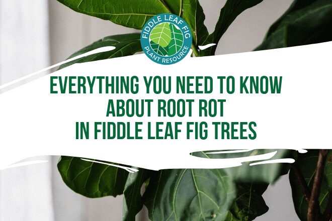 Everything You Need to Know About Root Rot in Fiddle Leaf Figs