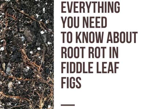 Fiddle Leaf Fig Notching Tutorial Video (Get Your Plant to Branch)