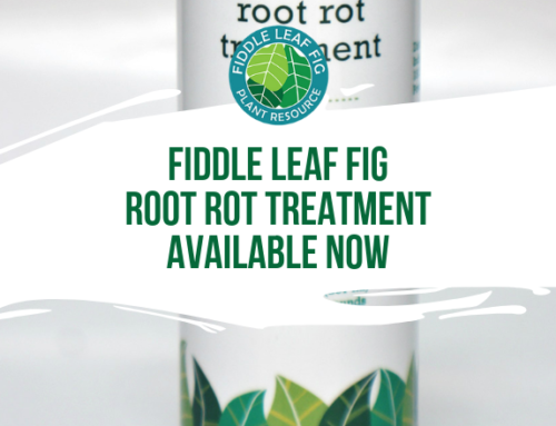 About Our Root Rot Treatment | The Fiddle Leaf Fig Plant Resource