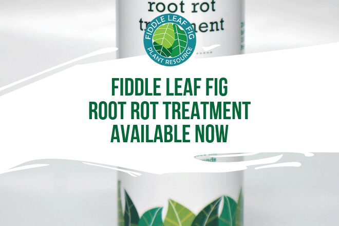 Announcing Root Rot Treatment for Fiddle Leaf Figs