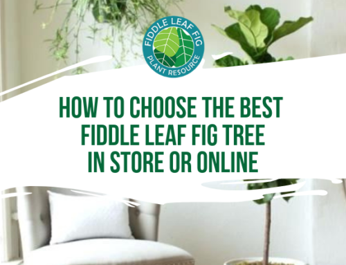 How to Gift a Fiddle Leaf Fig Plant - Steps To Create The Perfect Gift