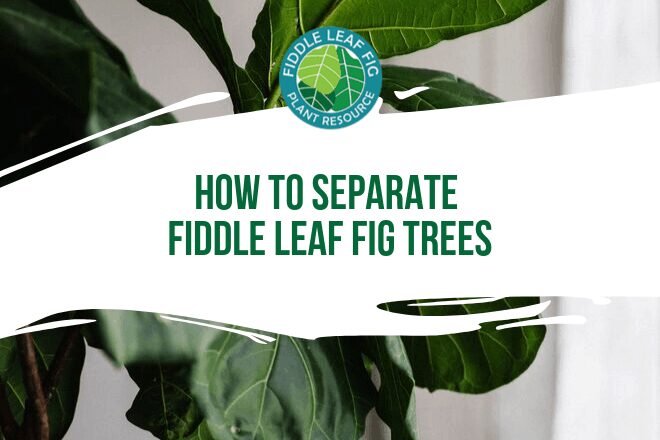 How to Separate Fiddle Leaf Fig Trees