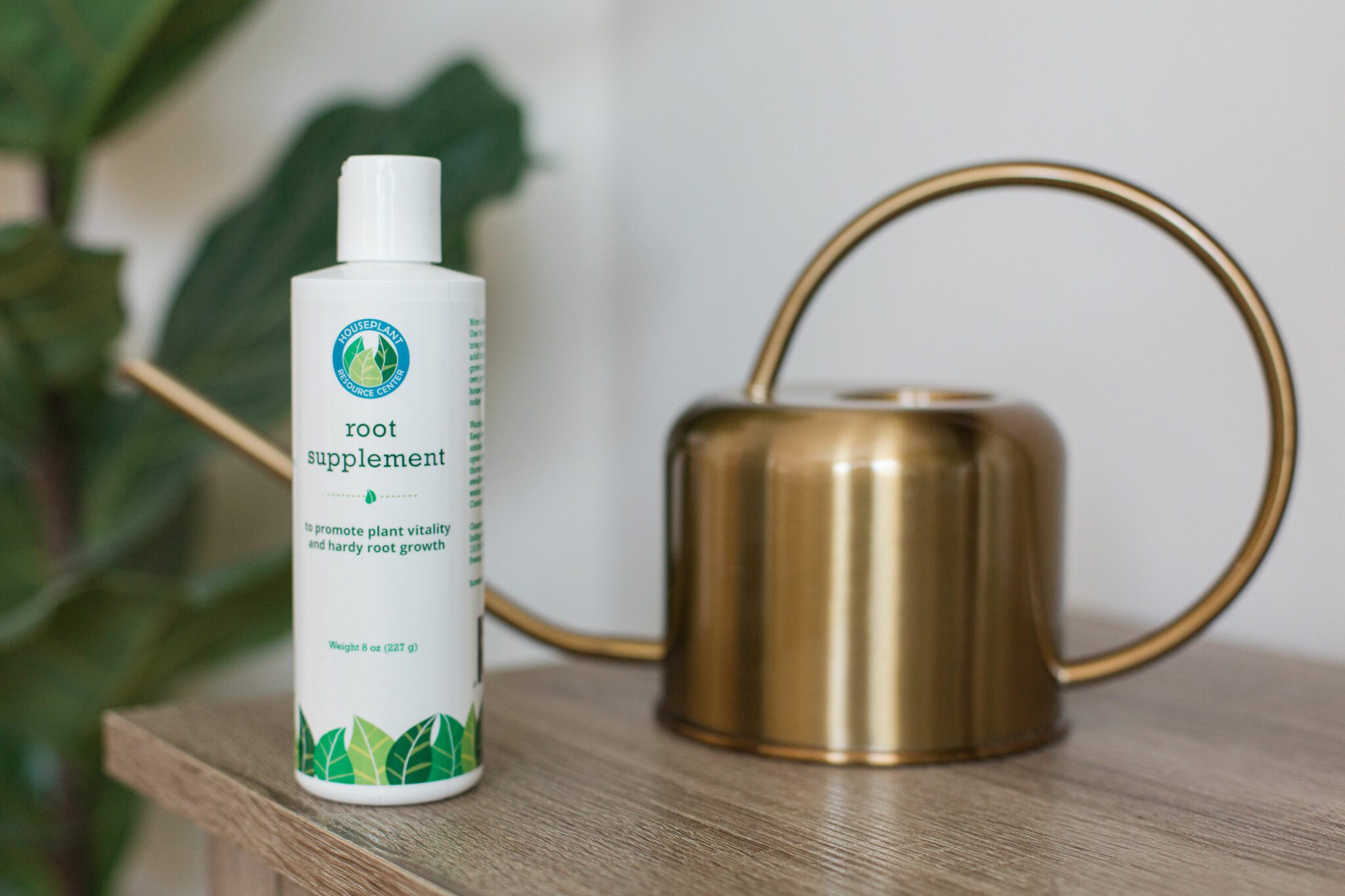 Announcing Root Rot Treatment for Fiddle Leaf Figs