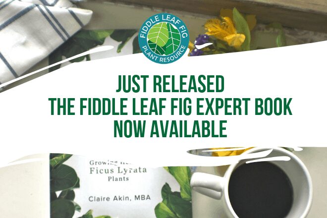 The Fiddle Leaf Fig book Has a New Cover and a Lower Price!