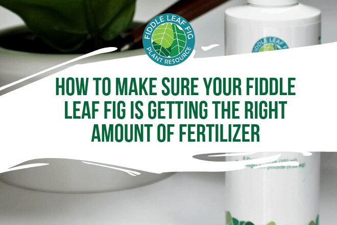 Fiddle Leaf Fig Fertilizer: Make Sure Your Plant Gets the Right Amount