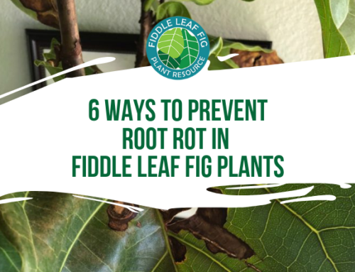 How to Gift a Fiddle Leaf Fig Plant - Steps To Create The Perfect Gift