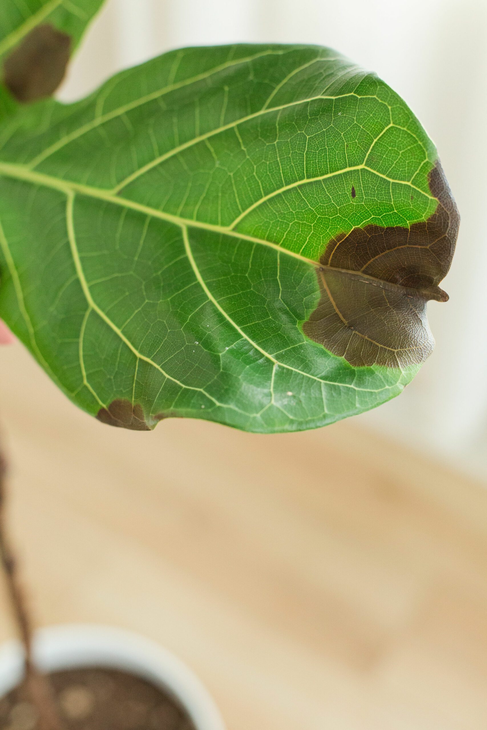6 Ways to Prevent Root Rot in Fiddle Leaf Fig Plants (Video)