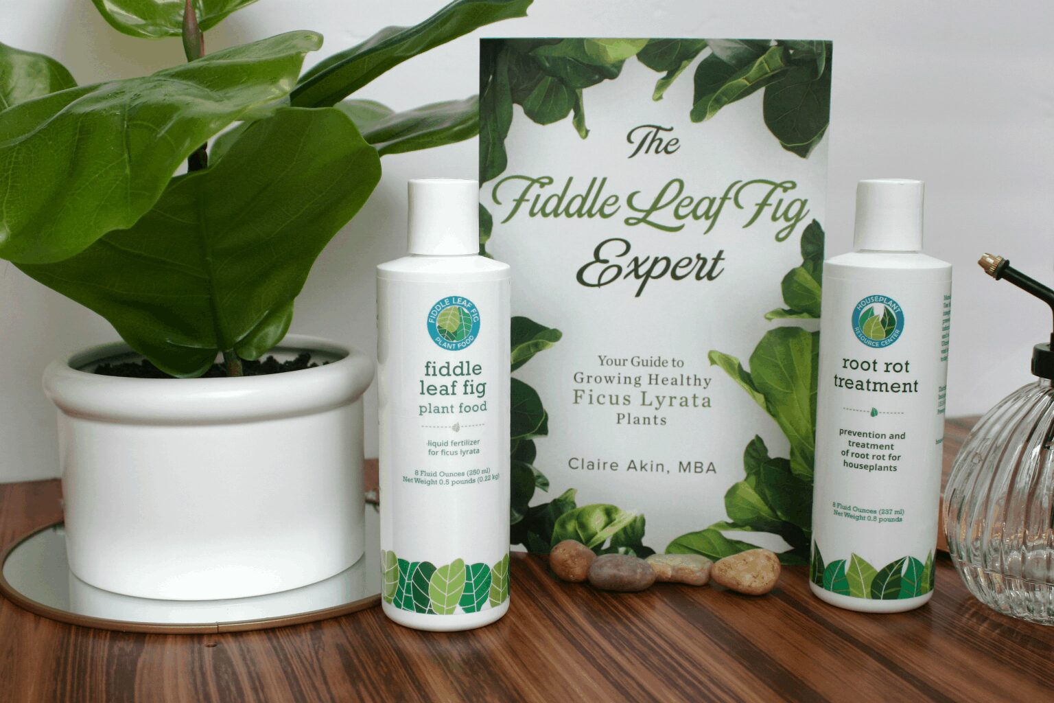 How to Gift a Fiddle Leaf Fig Plant - Steps To Create The Perfect Gift