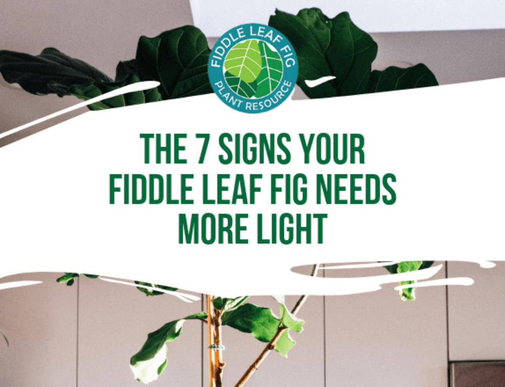 How (and Why) to Acclimate Your Fiddle Leaf Fig to Full Sun