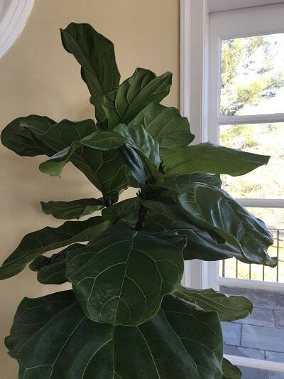 Drooping Fiddle Leaf Fig Leaves: 5 Causes and How to Diagnose