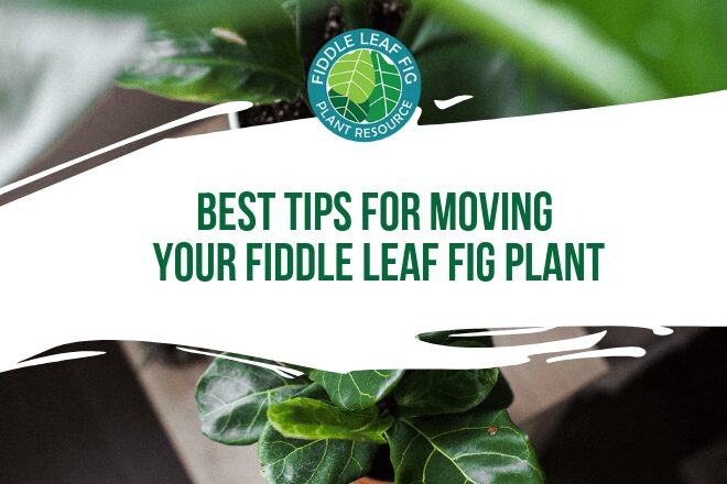 Best Tips for Moving Your Fiddle Leaf Fig Plant