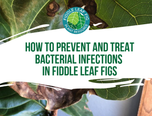 About Our Root Rot Treatment | The Fiddle Leaf Fig Plant Resource