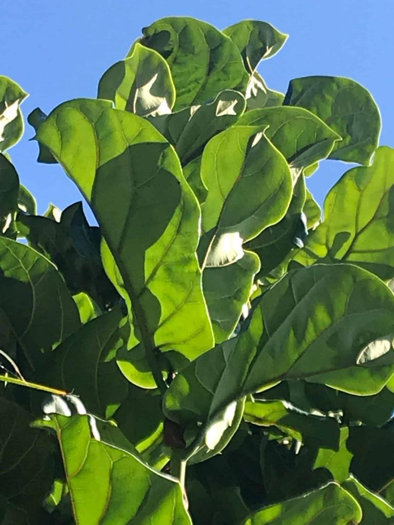 Fiddle Leaf Fig Artwork Contest: Submit and Vote for your Favorite!