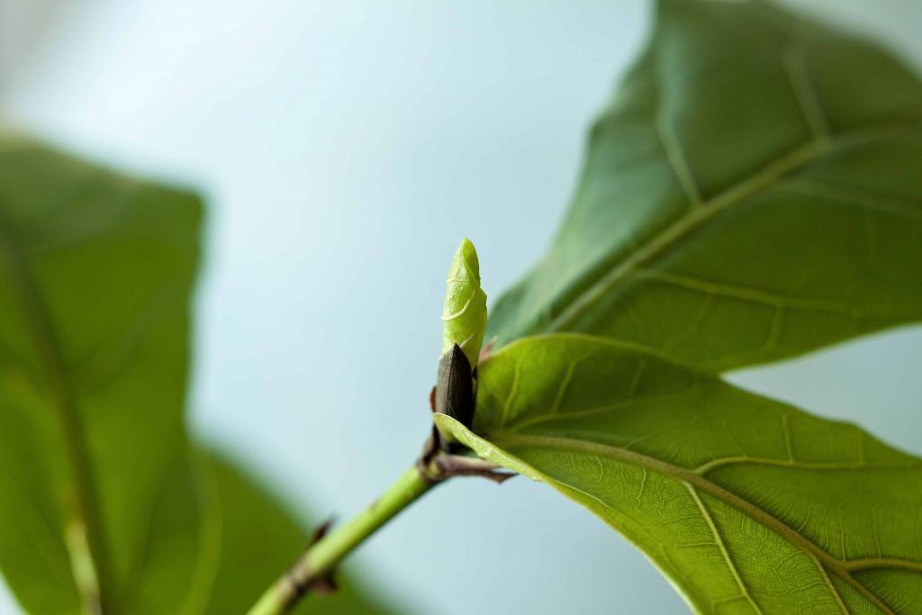 Fiddle Leaf Fig Artwork Contest: Submit and Vote for your Favorite!