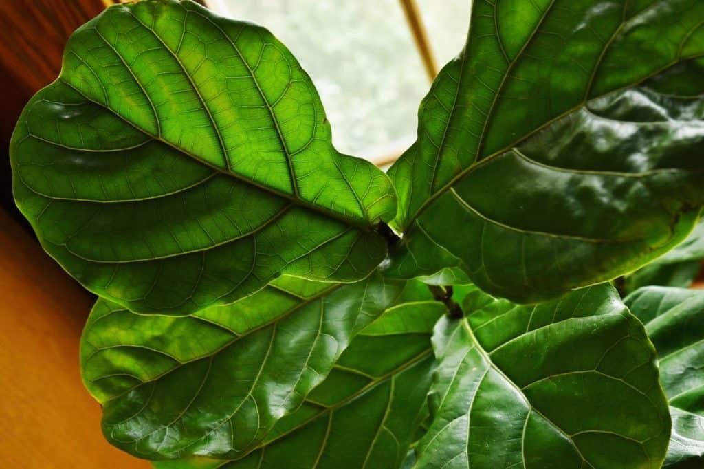 Fiddle Leaf Fig Artwork Contest: Submit and Vote for your Favorite!