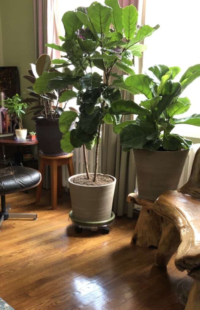 Fiddle Leaf Fig Artwork Contest: Submit and Vote for your Favorite!