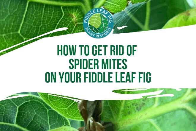 How to Get Rid of Spider Mites on Your Fiddle Leaf Fig