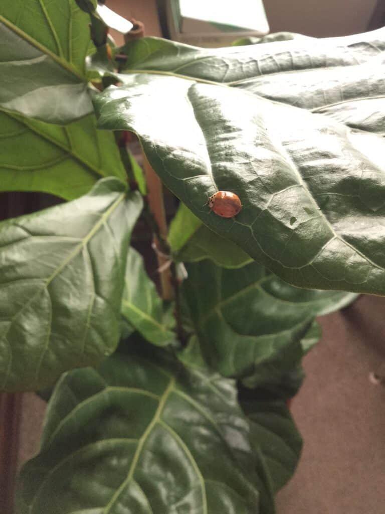 Fiddle Leaf Fig Artwork Contest: Submit and Vote for your Favorite!