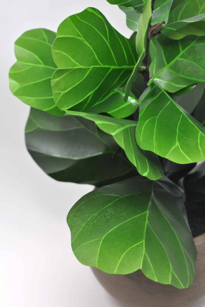 Fiddle Leaf Fig Artwork Contest: Submit and Vote for your Favorite!