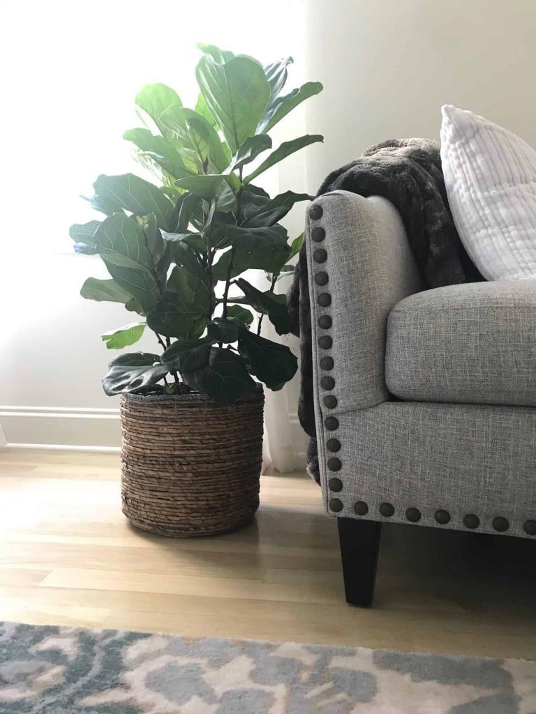 Fiddle Leaf Fig Artwork Contest: Submit and Vote for your Favorite!