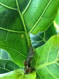 How to Get Rid of Spider Mites on Your Fiddle Leaf Fig