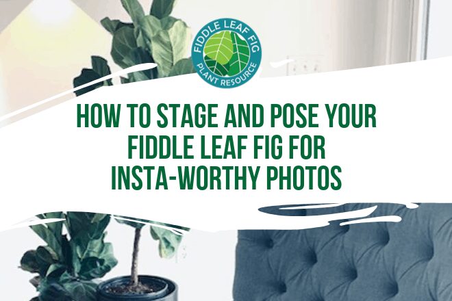 How to Stage and Pose Your Fiddle Leaf Fig for Insta-Worthy Photos
