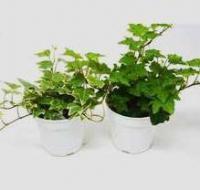 Fiddle Leaf Fig INDOOR PLANT FOOD | The Fiddle Leaf Fig Plant Resource