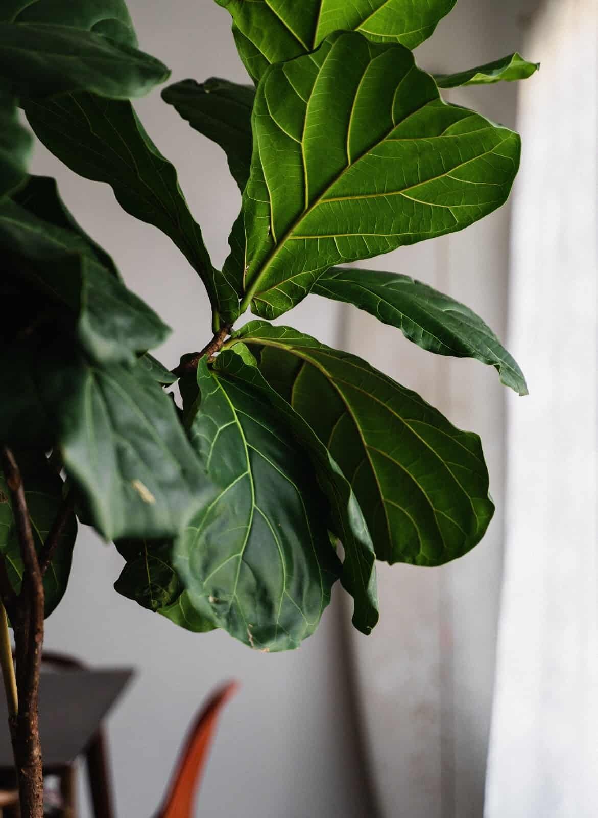 What to Do With a Dried Out Fiddle Leaf Fig | The Fiddle Leaf Fig Plant ...
