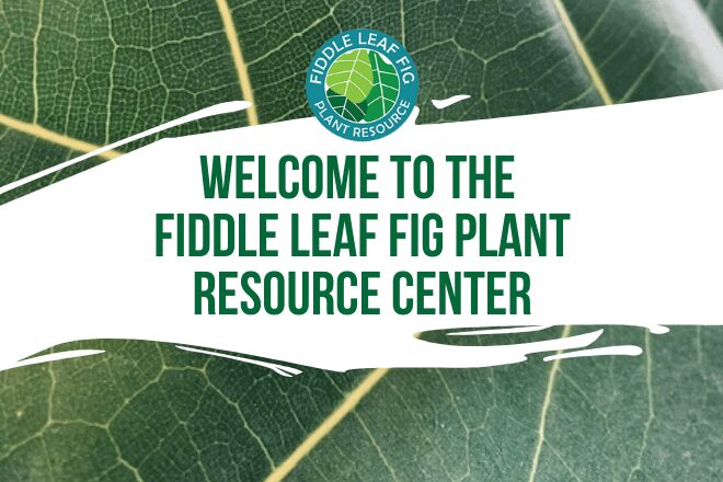 Welcome to the Fiddle Leaf Fig Plant Resource Center