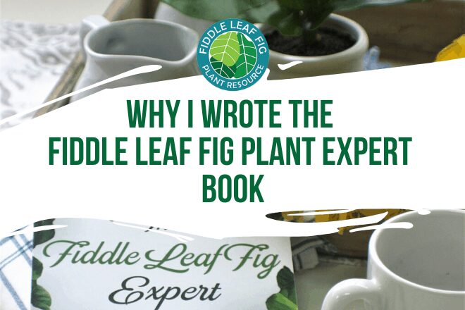 Why I Wrote the Fiddle Leaf Fig Plant Expert Book