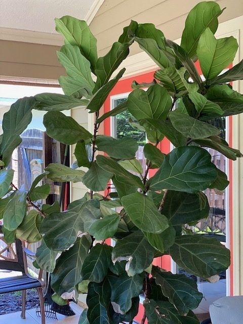 Fiddle Leaf Fig Artwork Contest: Submit and Vote for your Favorite!
