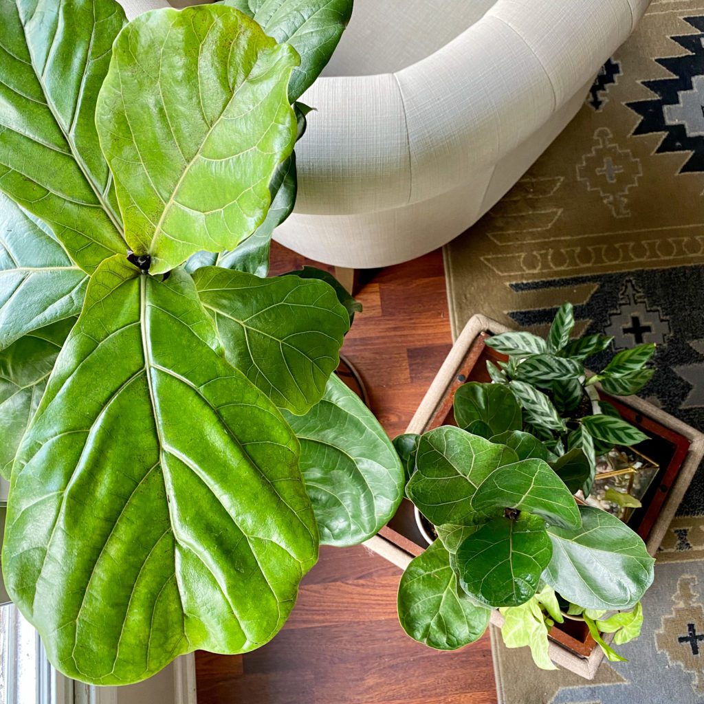 Fiddle Leaf Fig Artwork Contest: Submit and Vote for your Favorite!