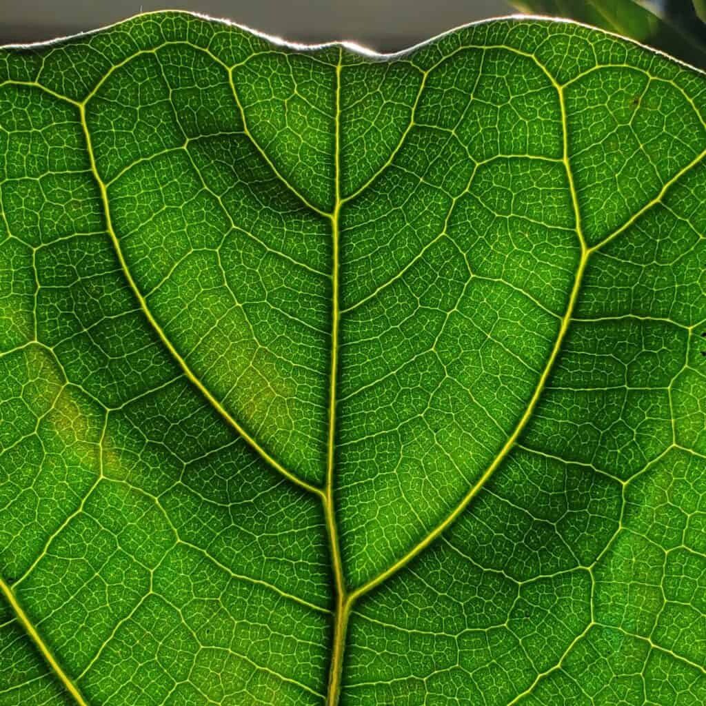 Fiddle Leaf Fig Artwork Contest: Submit and Vote for your Favorite!