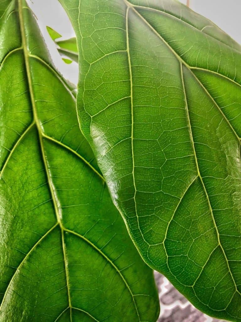 Fiddle Leaf Fig Artwork Contest: Submit and Vote for your Favorite!